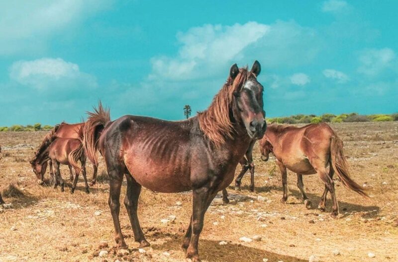Pigeons Nest | Jaffna